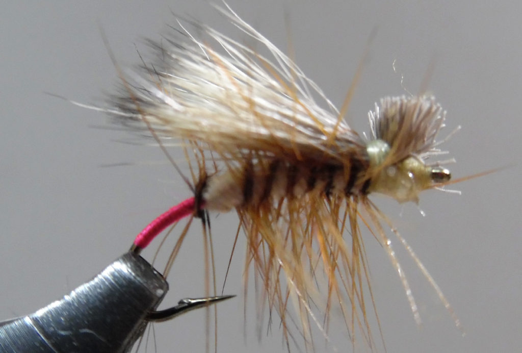 Caddisflies - Missouri Trout Fisherman's Association - Springfield Chapter
