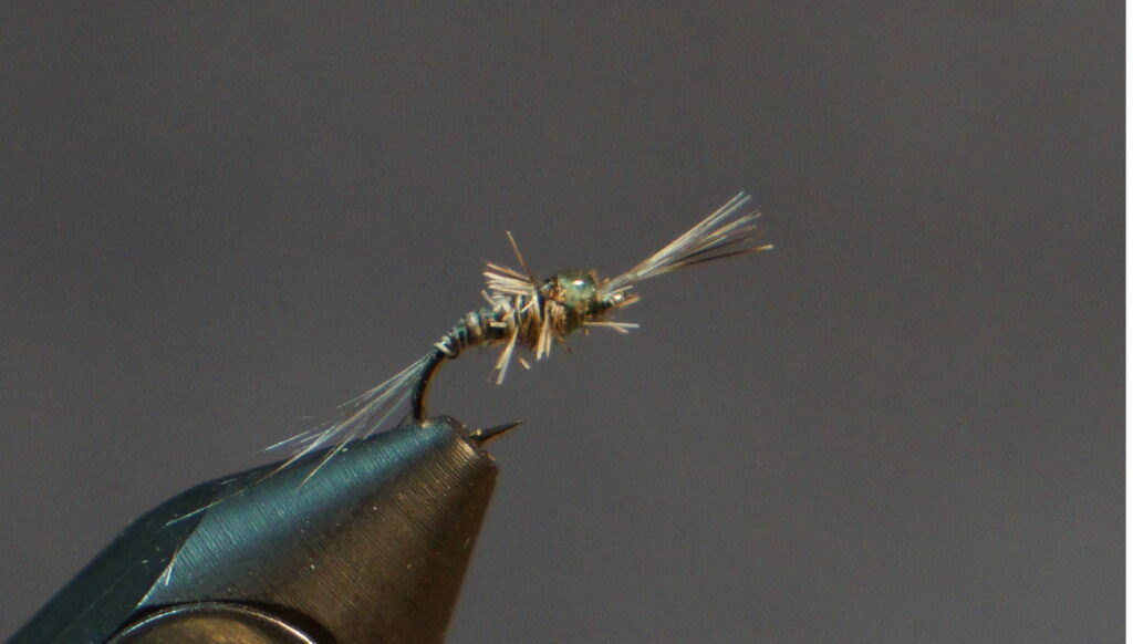 Mosquito larva (with video) - Missouri Trout Fisherman's Association ...