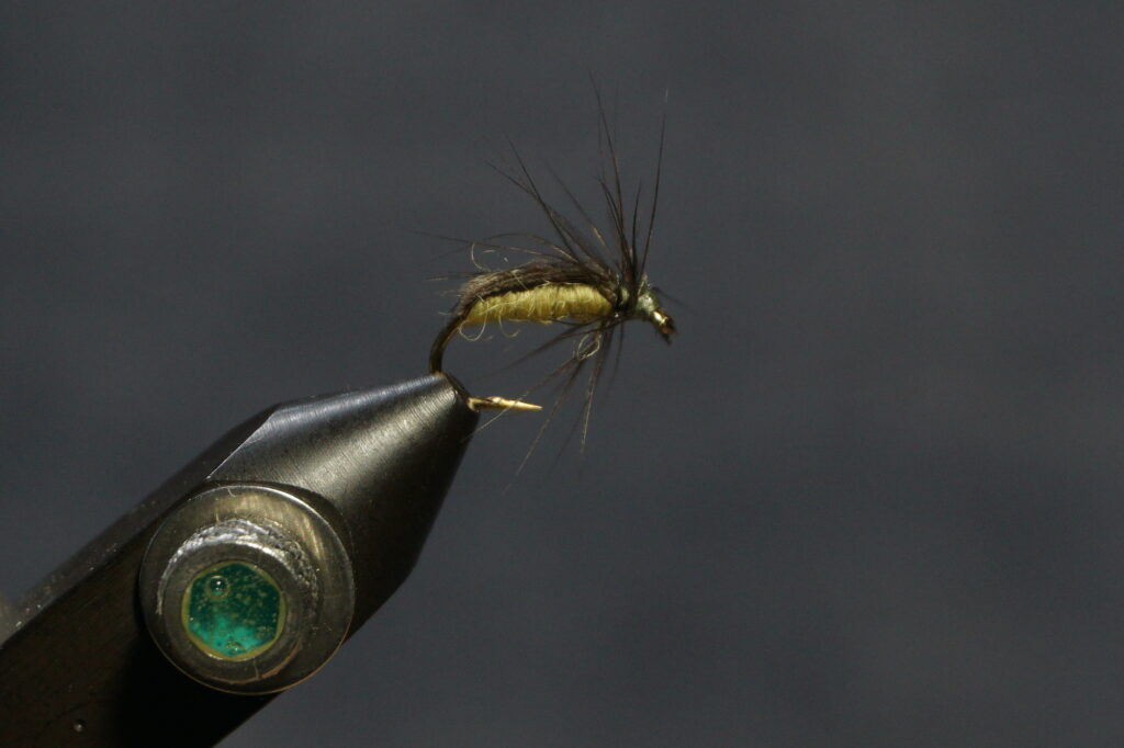 Caddisflies - Missouri Trout Fisherman's Association - Springfield Chapter