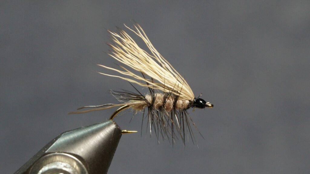 Caddisflies - Missouri Trout Fisherman's Association - Springfield Chapter