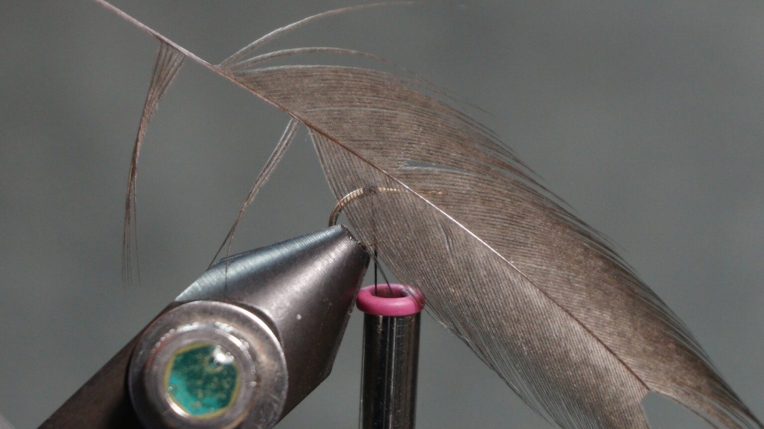 Freshwater Shrimp / Scud (with video) - Missouri Trout Fisherman's ...
